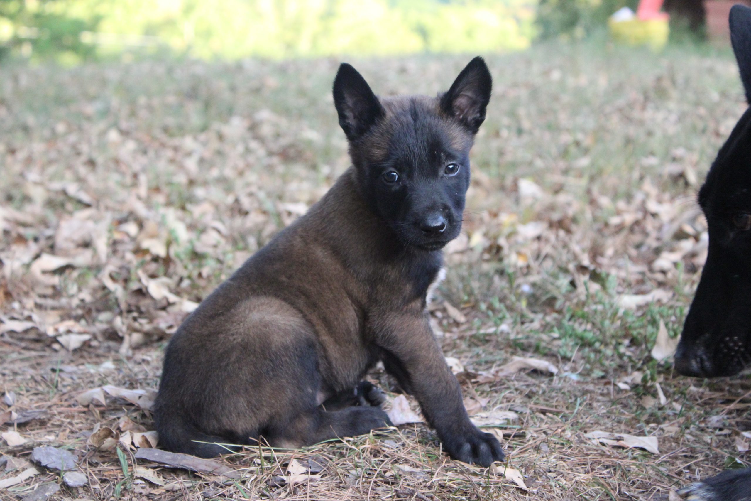 Available Puppies – Wilderness K9
