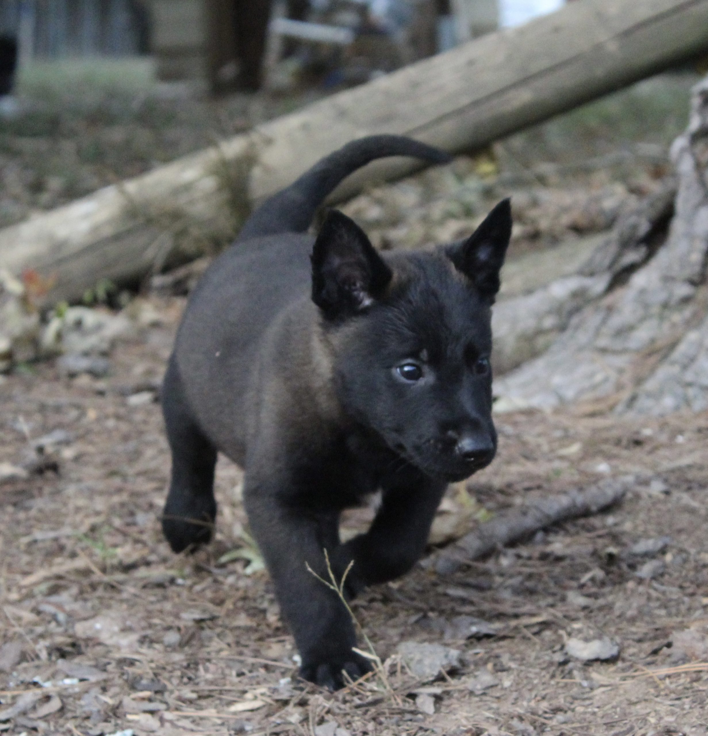 Available Puppies – Wilderness K9