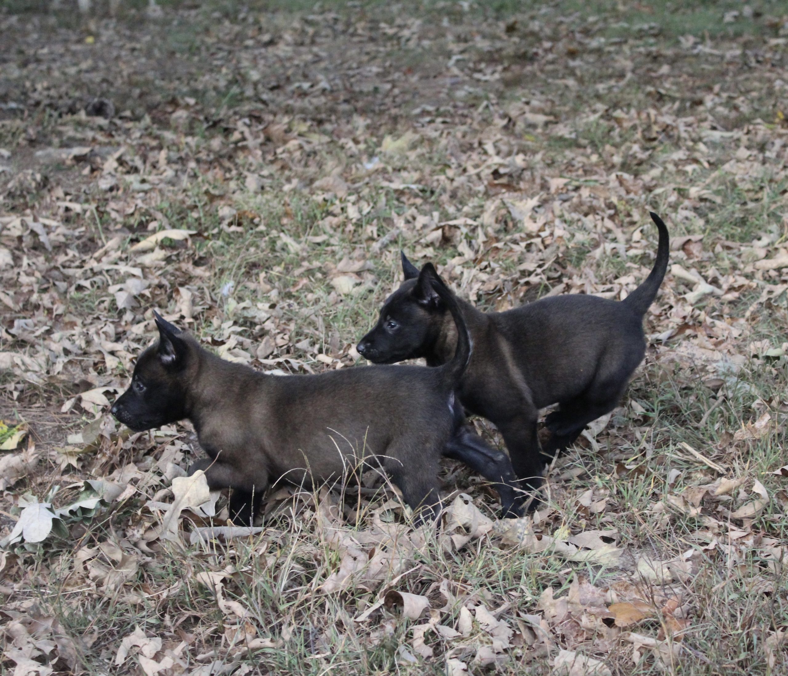 Available Puppies – Wilderness K9