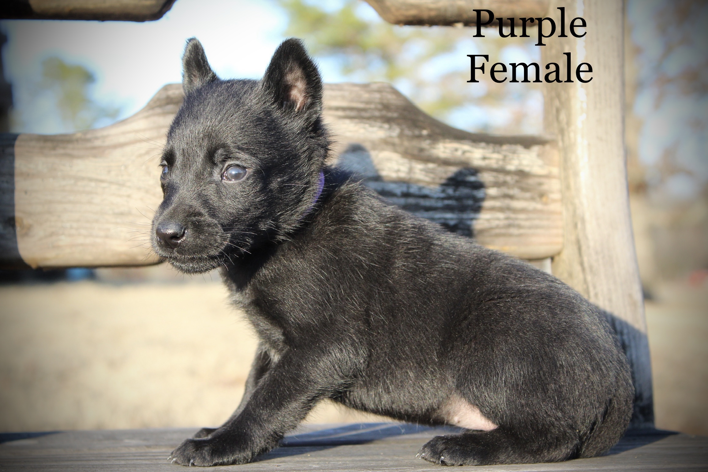 Available Puppies – Wilderness K9