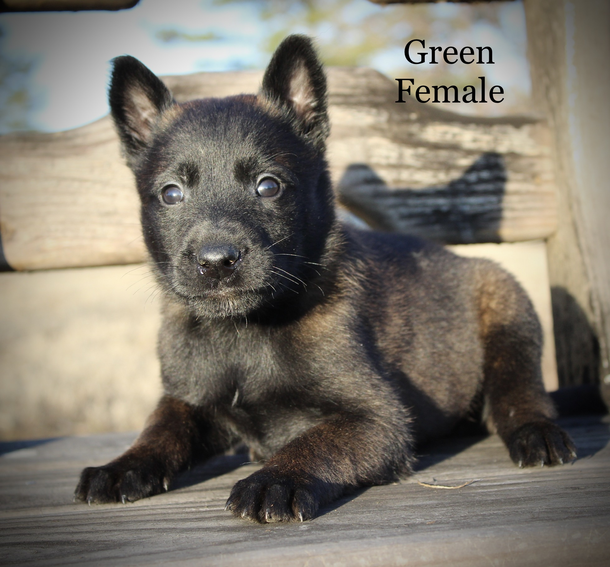 Available Puppies – Wilderness K9