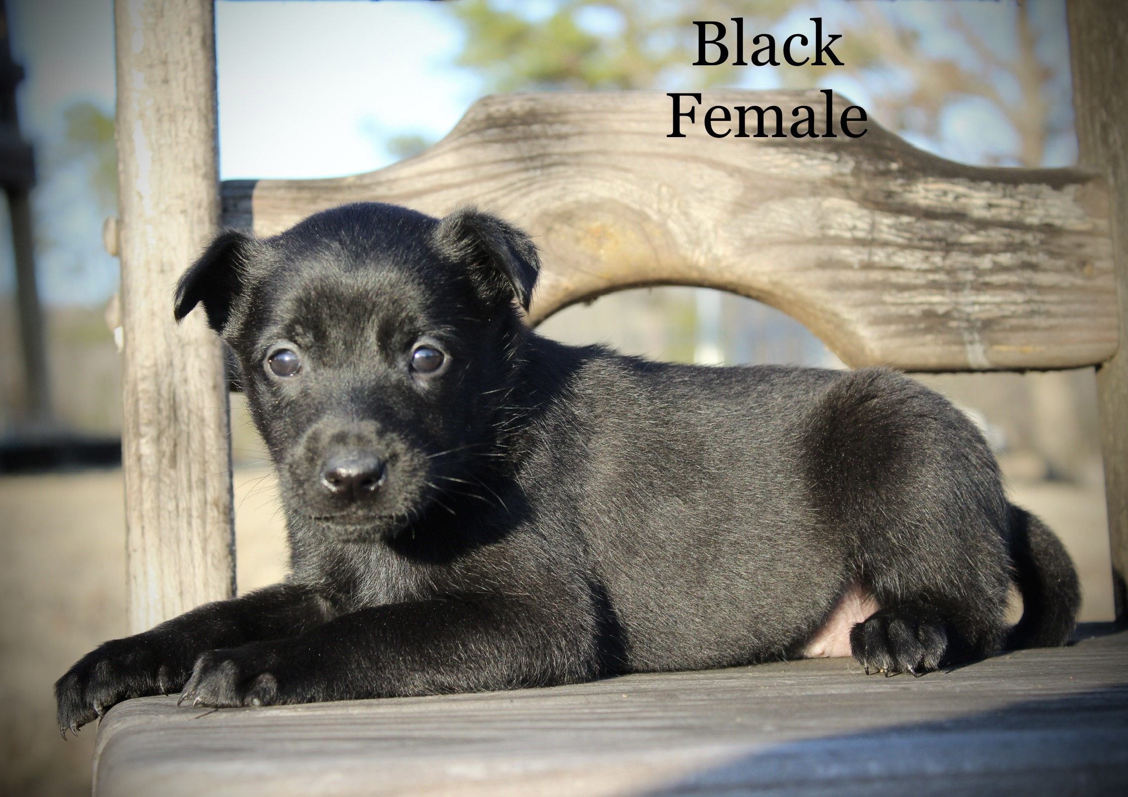 Available Puppies – Wilderness K9