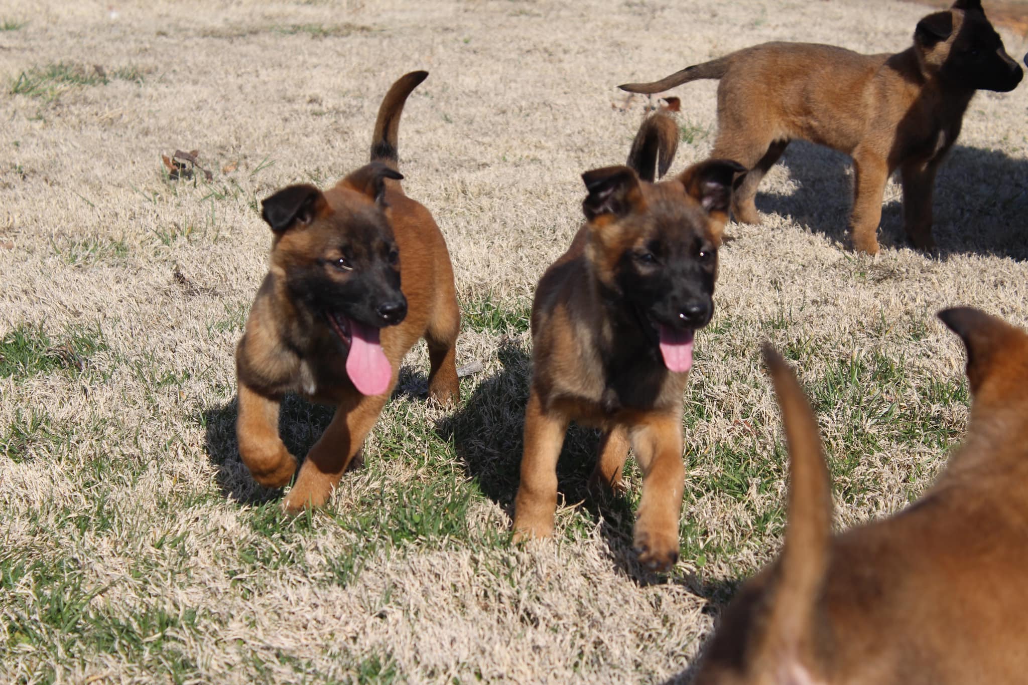 Available Puppies – Wilderness K9