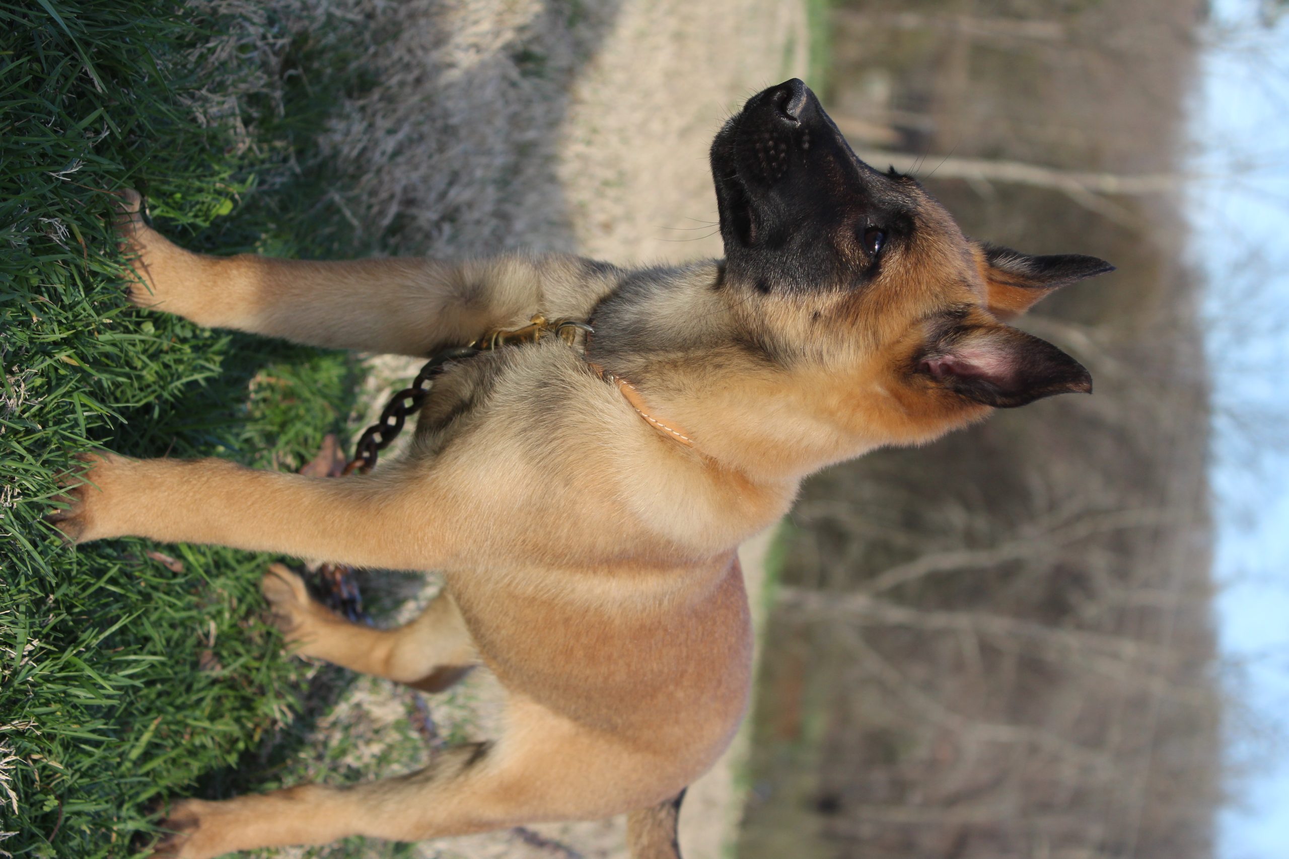 Available Puppies – Wilderness K9